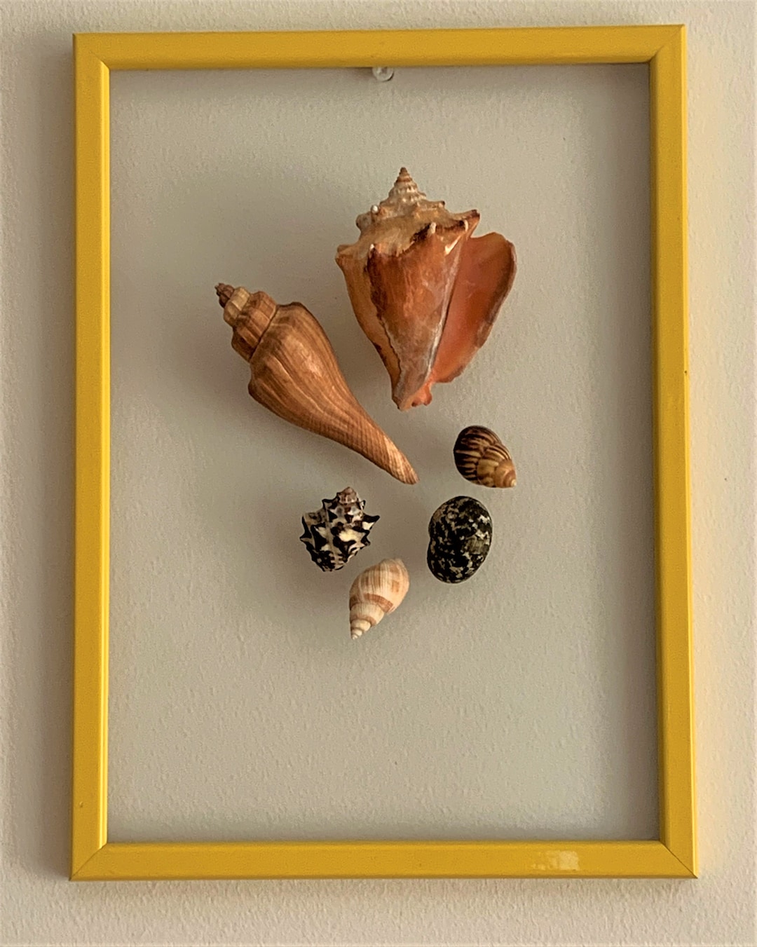 Sea Shell Wall Art Framed Seashells Sea Shell Wall Frame Sea Shell Wall ...
