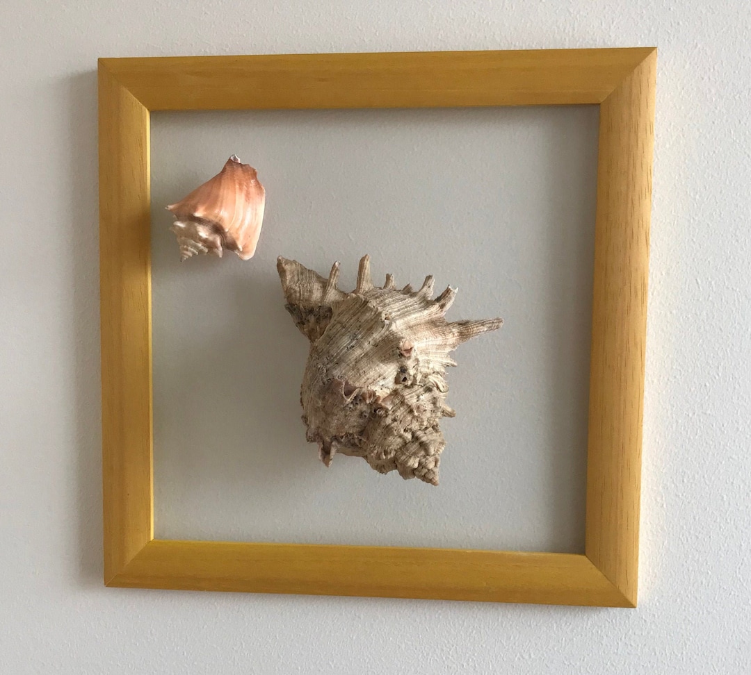 Sea Shell Wall Art Framed 2 Seashells Sea Shell Wall Frame Sea Shell ...