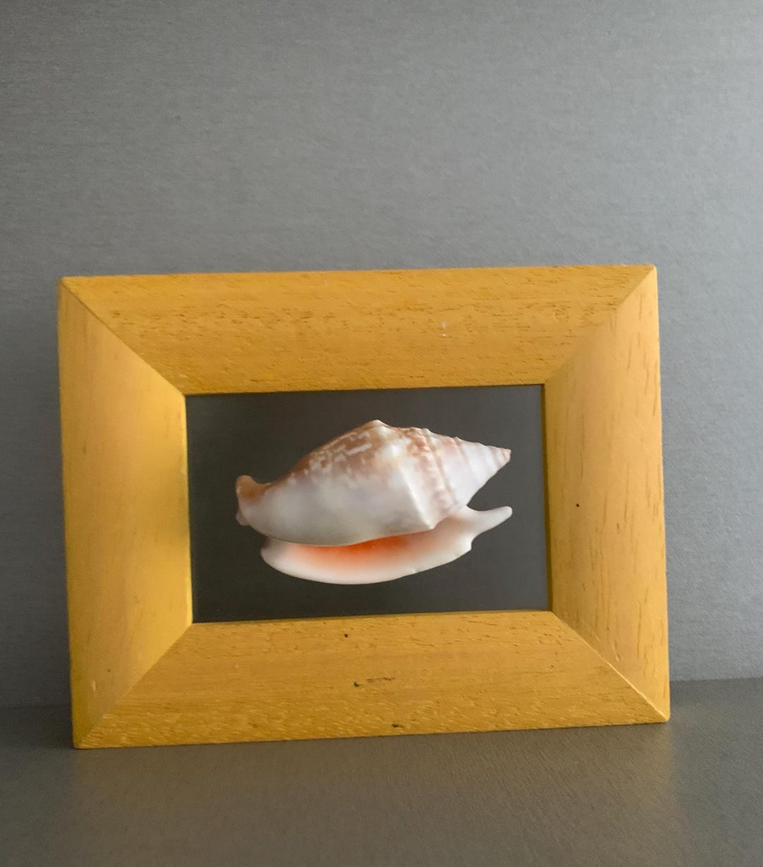 Framed Seashell Wall Art, Coastal Home Decor (5.1 X 3.9 Inches) - Etsy