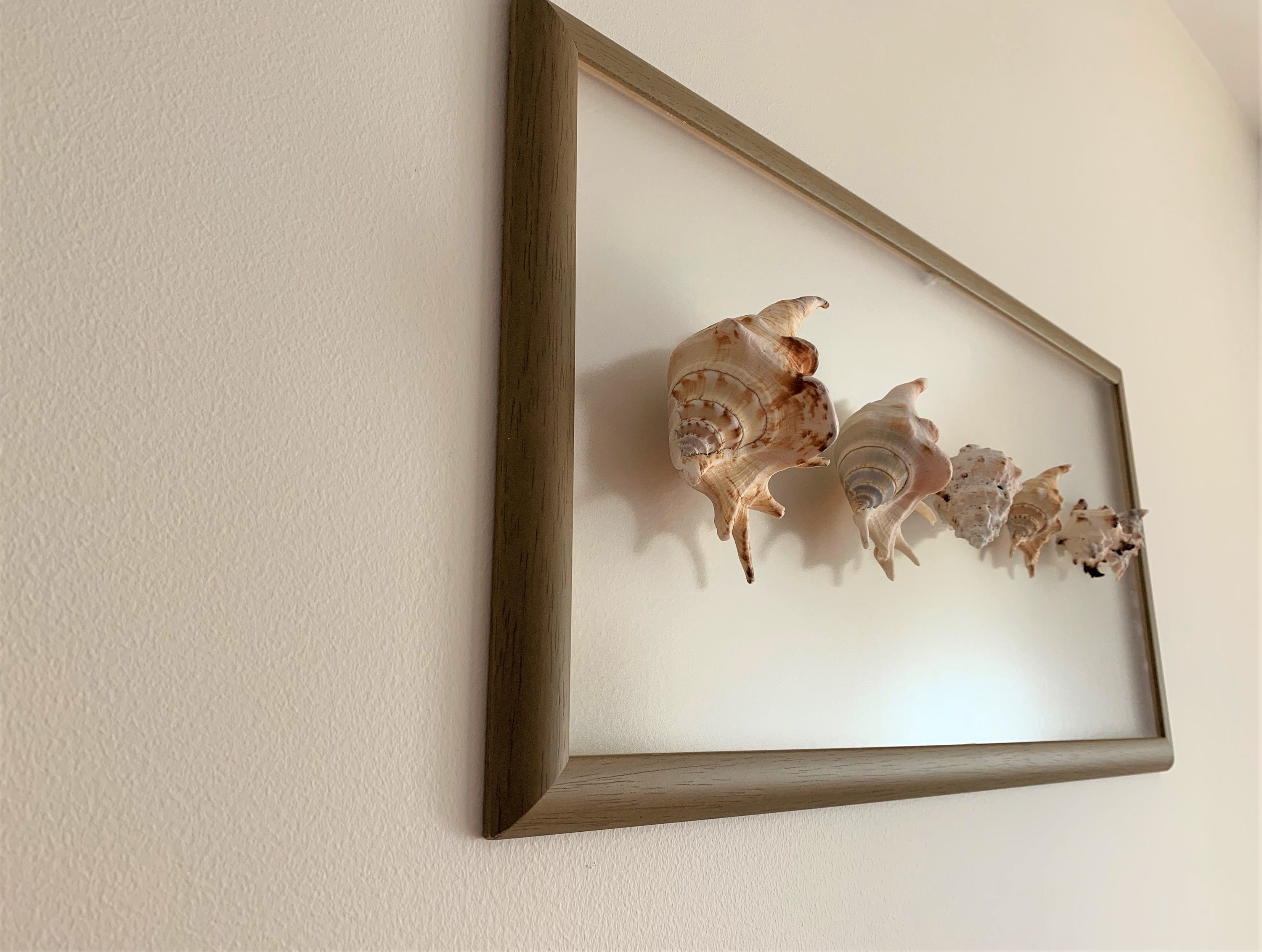 Sea Shell Wall Art Framed Seashells Sea Shell Wall Frame Sea Shell Wall ...