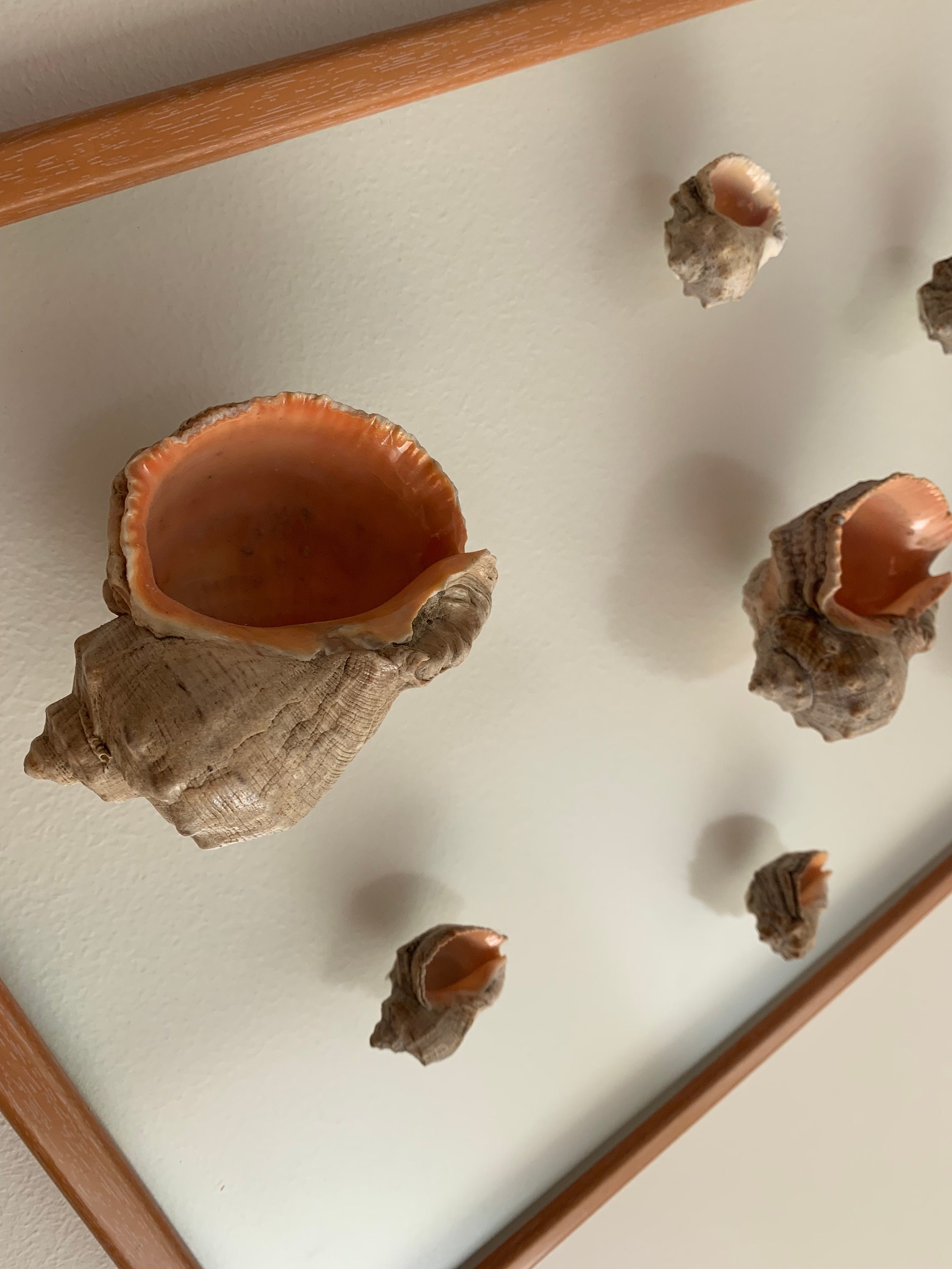 Sea Shell Wall Art Framed Seashells Sea Shell Wall Frame Sea Shell Wall ...