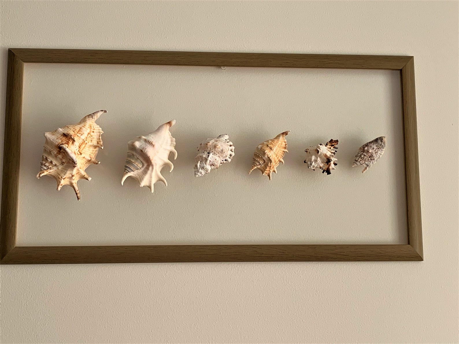 Sea Shell Wall Art Framed Seashells Sea Shell Wall Frame Sea - Etsy
