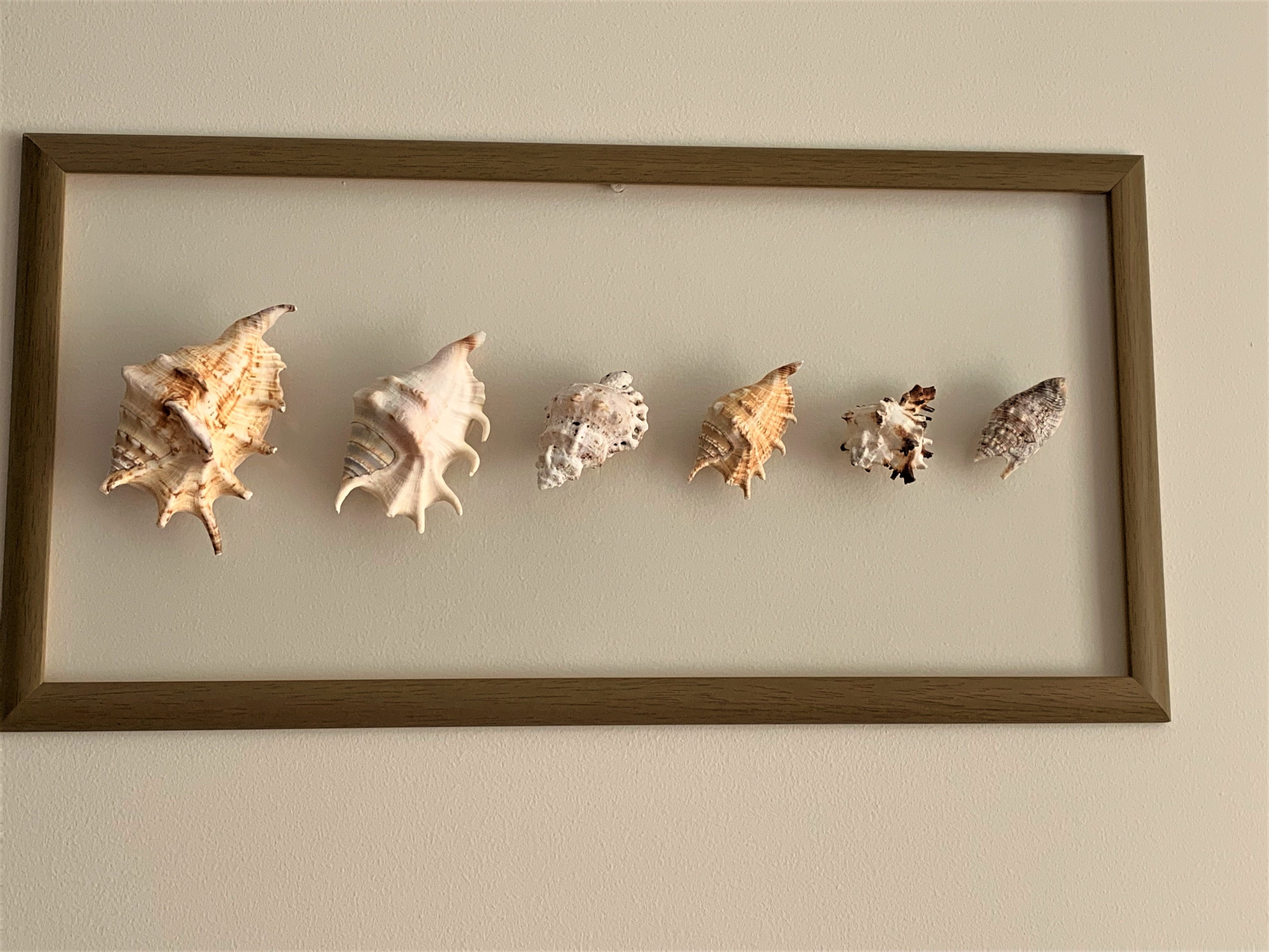 Sea Shell Wall Art Framed Seashells Sea Shell Wall Frame Sea Shell Wall ...
