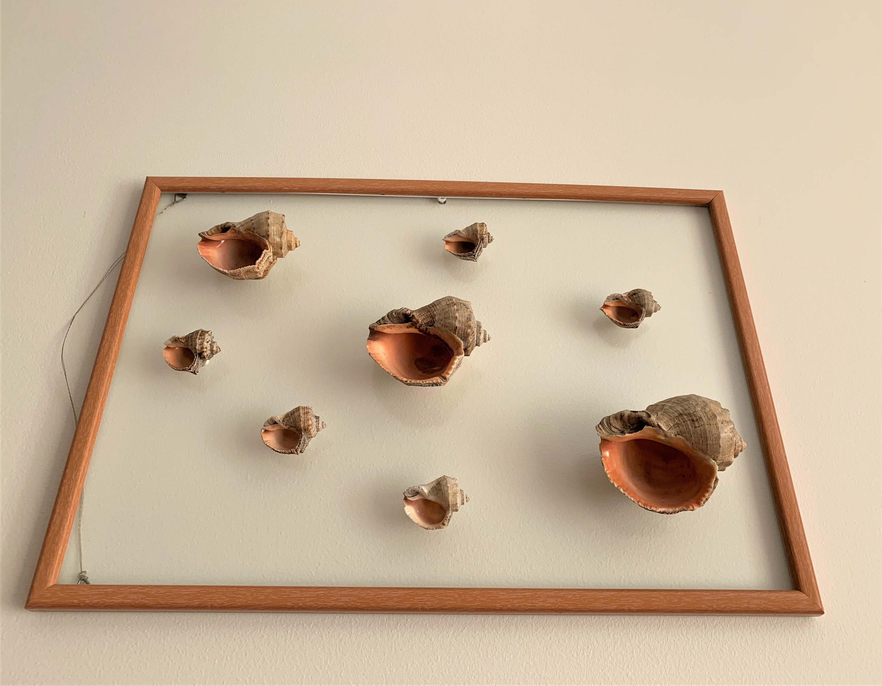 Sea Shell Wall Art Framed Seashells Sea Shell Wall Frame Sea Shell Wall ...