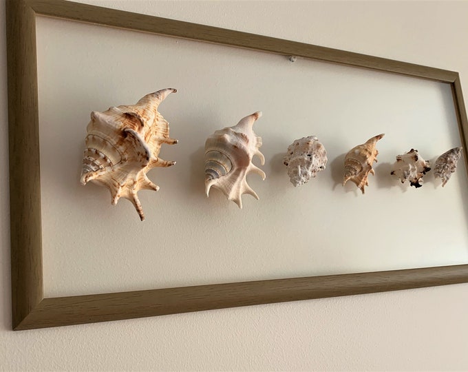 Sea Shell Wall Art Framed Seashells Sea Shell Wall Frame Sea Shell Wall ...