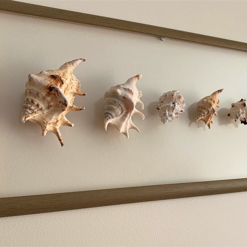Framed Shell Art - Etsy