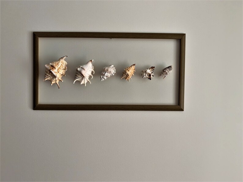 Sea Shell Wall Art Framed Seashells Sea Shell Wall Frame Sea Shell Wall ...