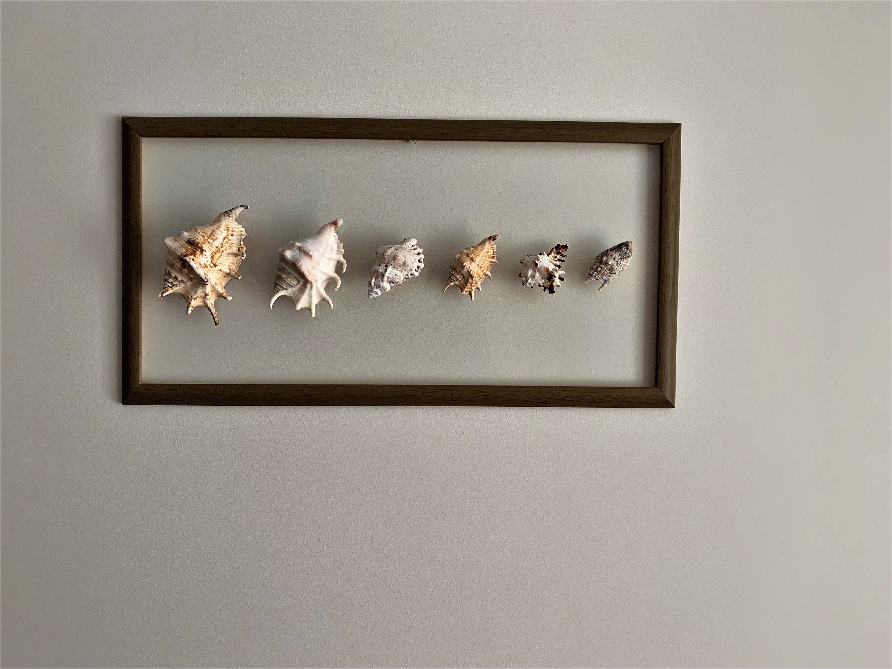Sea Shell Wall Art Framed Seashells Sea Shell Wall Frame Sea Shell Wall ...