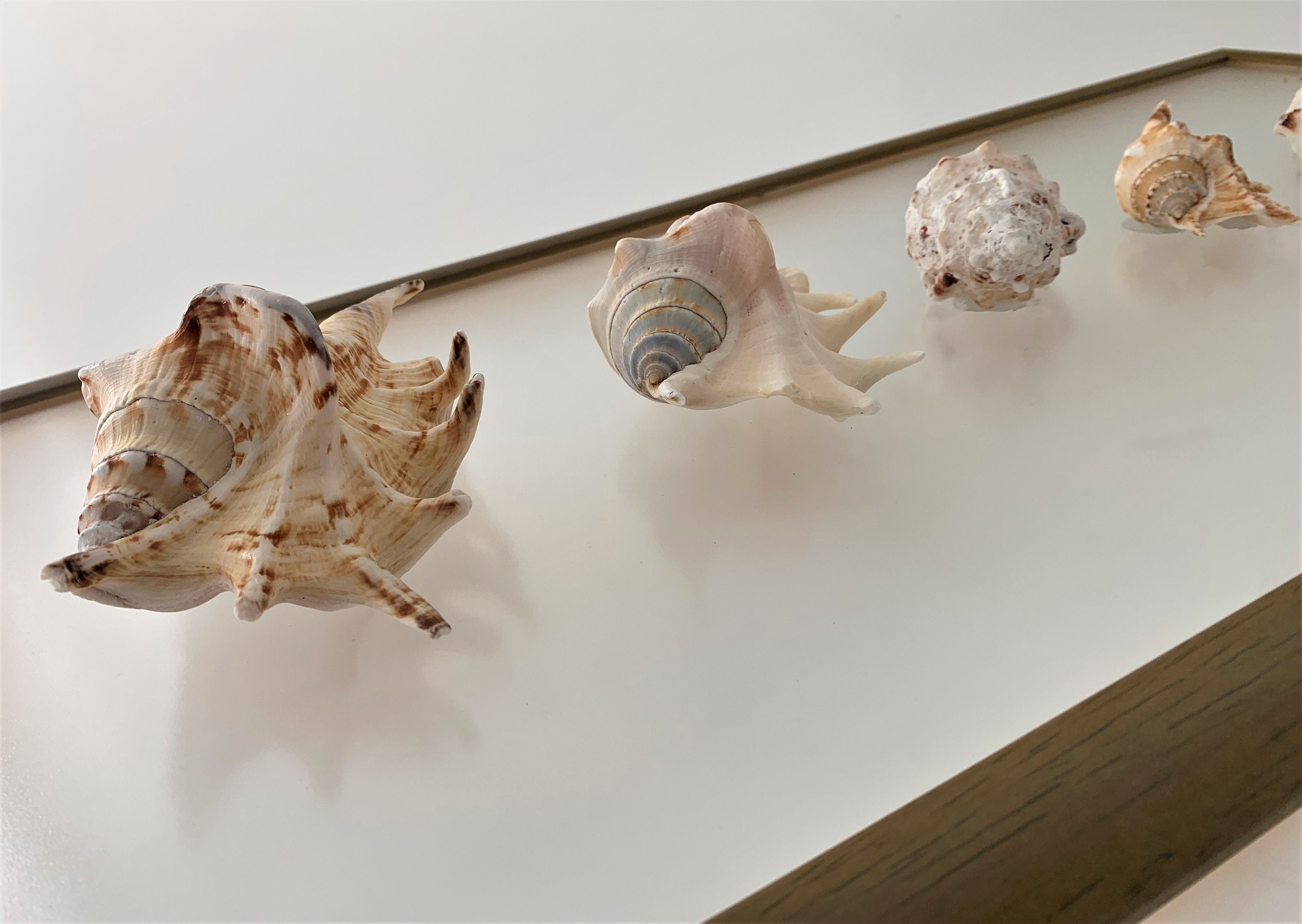 Sea Shell Wall Art Framed Seashells Sea Shell Wall Frame Sea Shell Wall ...