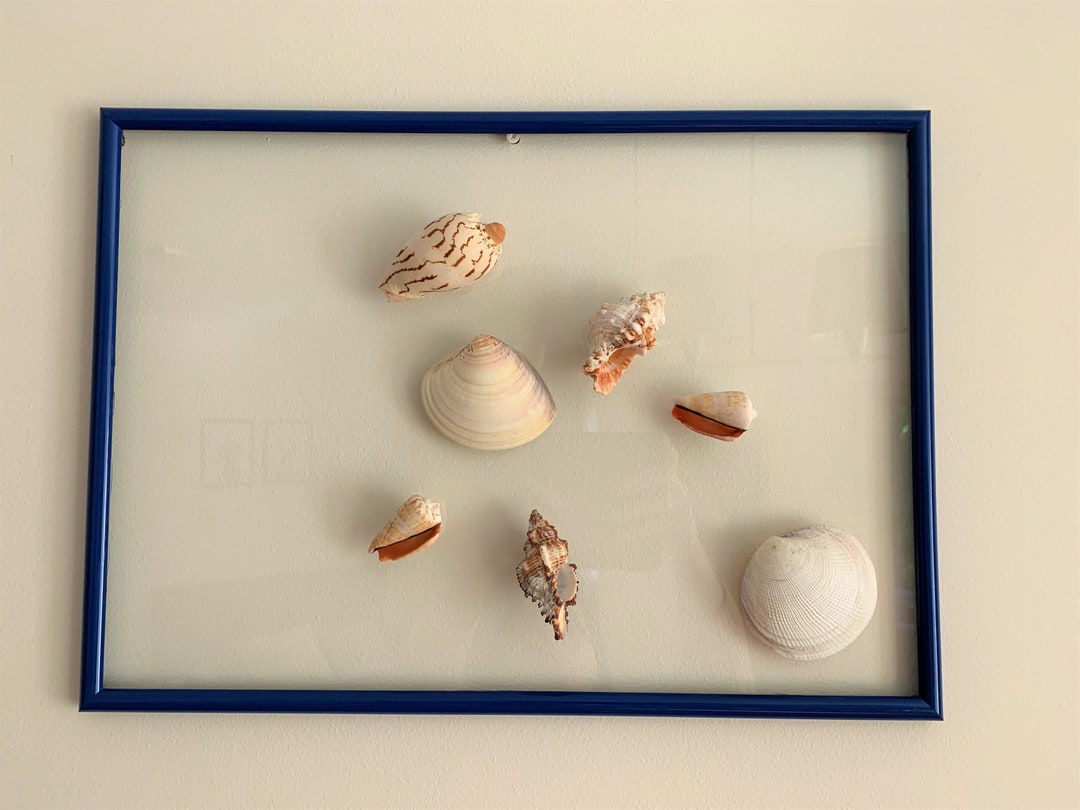 Sea Shell Wall Art Framed Seashells Sea Shell Wall Frame Sea Shell Wall ...