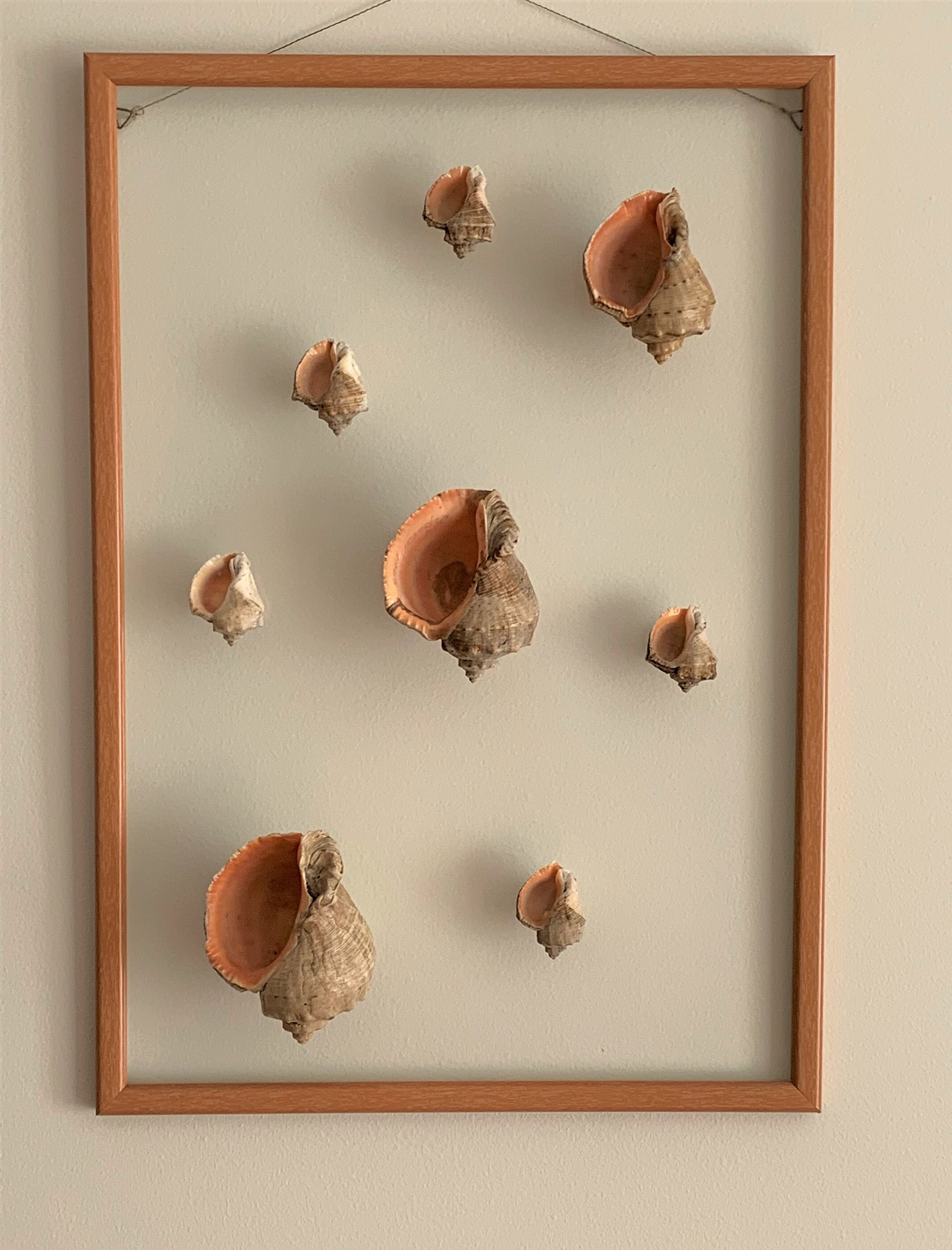 Sea Shell Wall Art Framed Seashells Sea Shell Wall Frame Sea Shell Wall ...