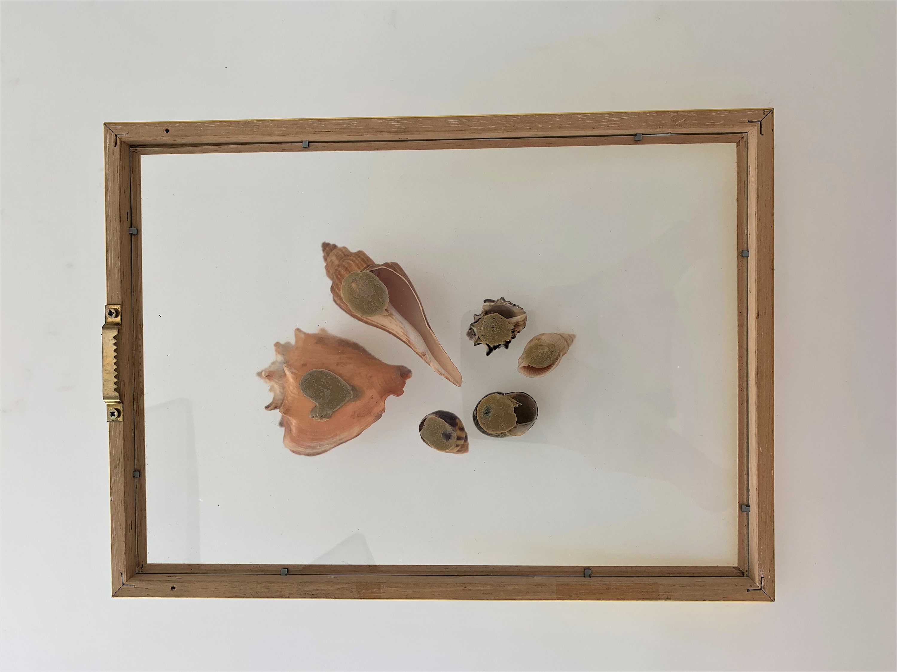 Sea Shell Wall Art Framed Seashells Sea Shell Wall Frame Sea Shell Wall ...