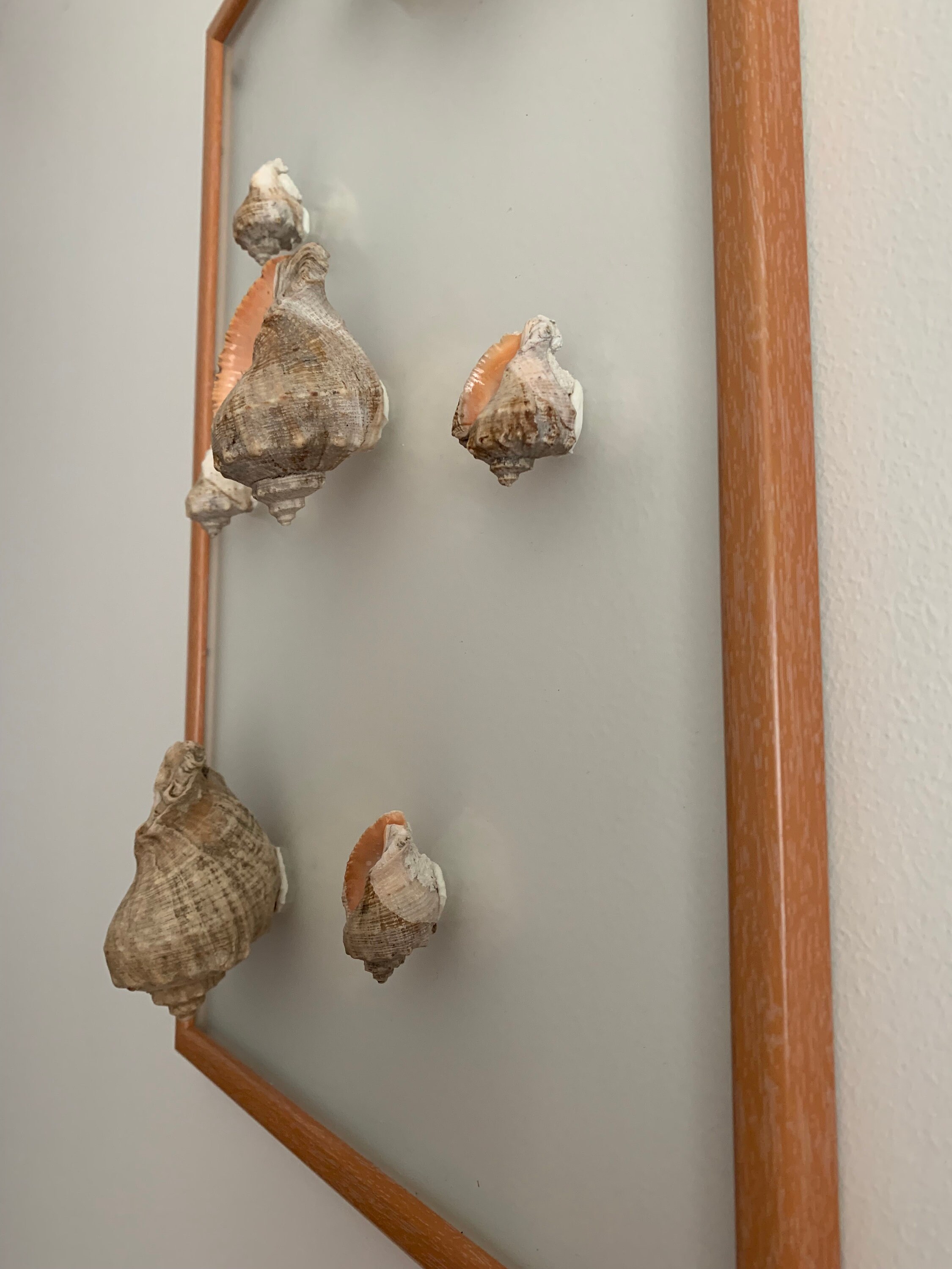 Sea Shell Wall Art Framed Seashells Sea Shell Wall Frame Sea Shell Wall ...