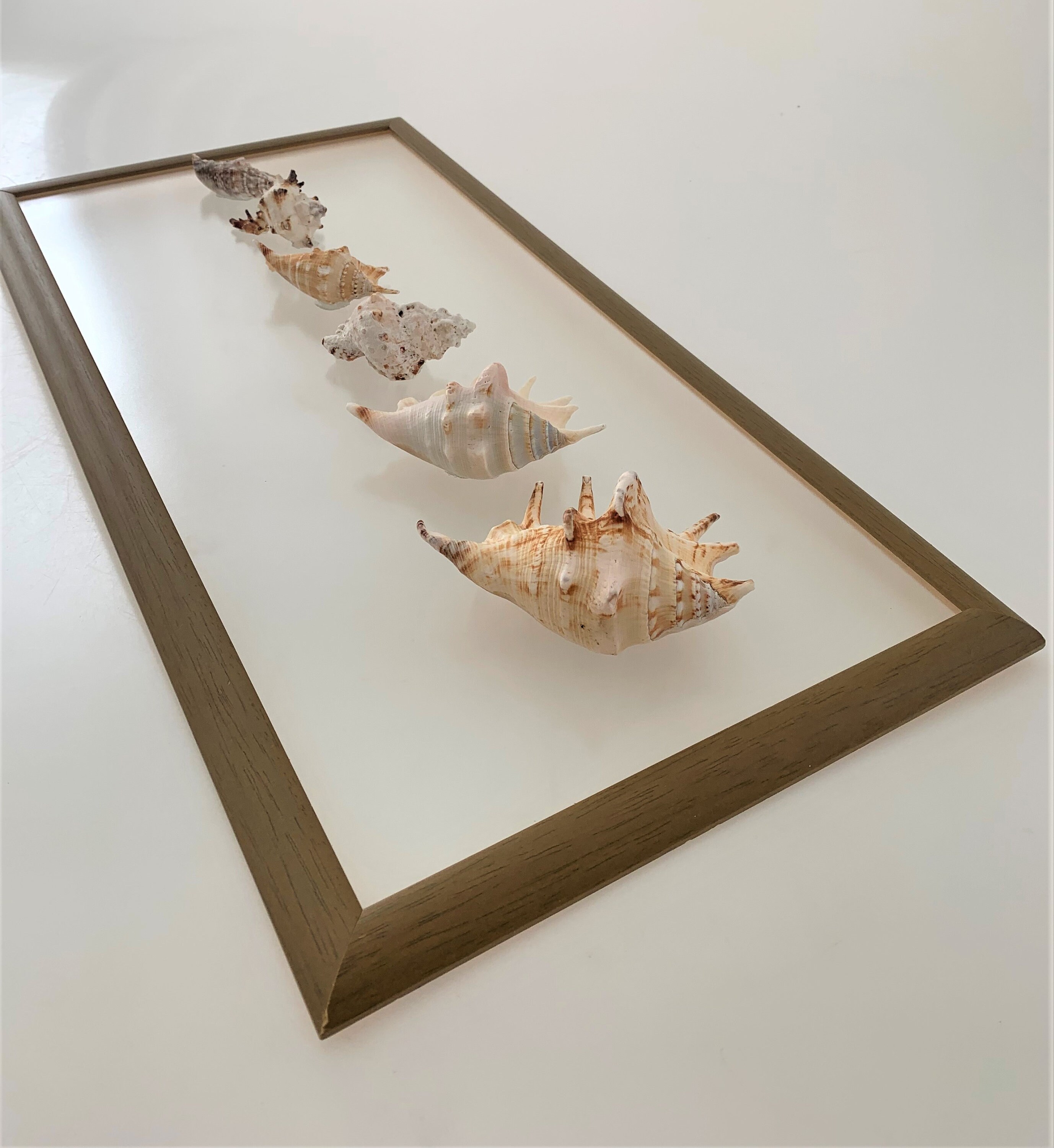 Sea Shell Wall Art Framed Seashells Sea Shell Wall Frame Sea Shell Wall ...