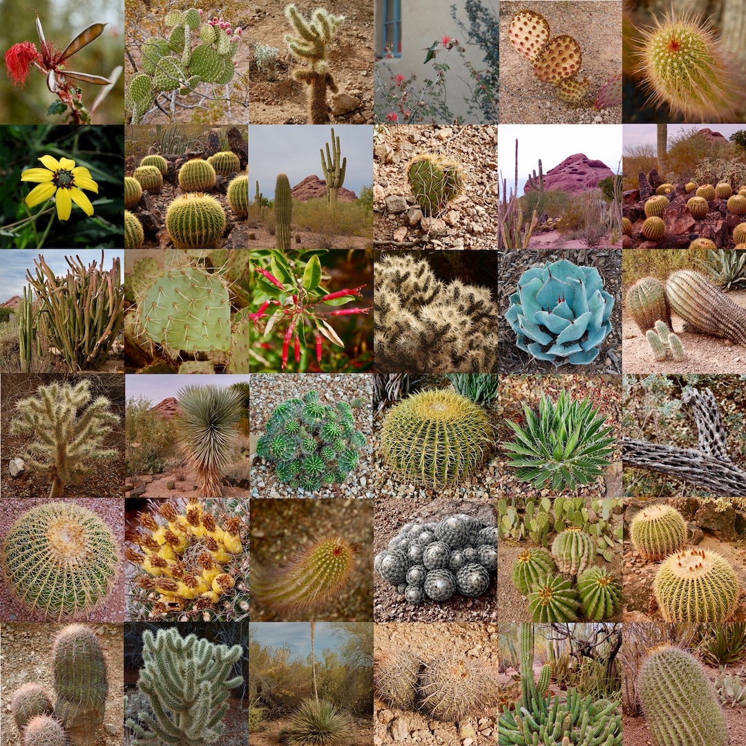 Cactus Collage - Etsy