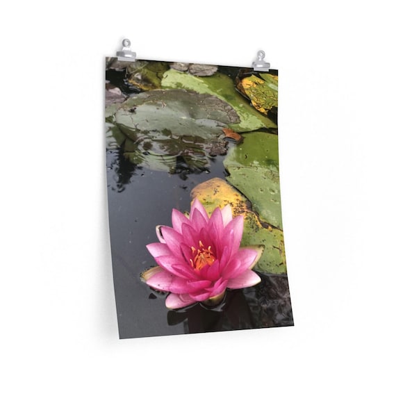 Water Lilies poster Nymphaea Pink Pond Lily Poster Pink Water Lily ...