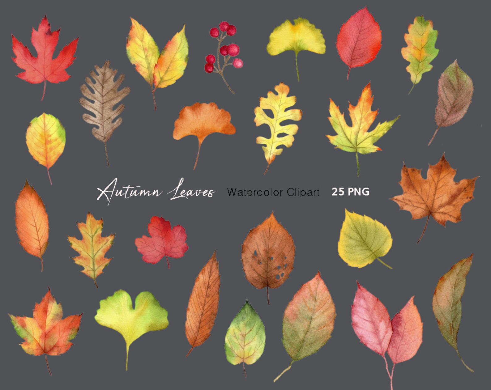 Watercolor Clipartfall Maple Leaves Clipartthanksgiving - Etsy