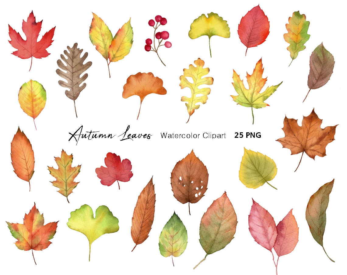 Watercolor Clipartfall Maple Leaves Clipartthanksgiving | Etsy