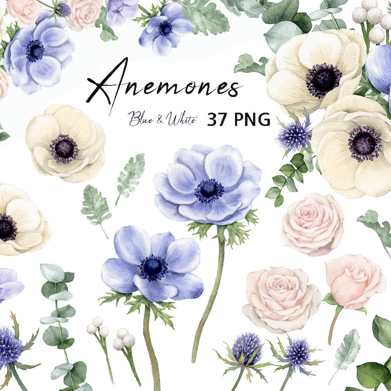 Anemone Clipart - Etsy
