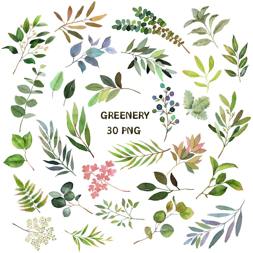 Watercolor Eucalyptus Clipartgreenery Cliparteucalyptus | Etsy