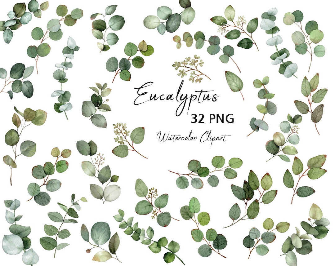 Watercolor Eucalyptus Clipart.greenery Leaf Clipart,botanical ...