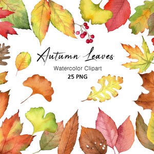 Watercolor Clipart,fall Maple Leaves Clipart,thanksgiving Clipart ...