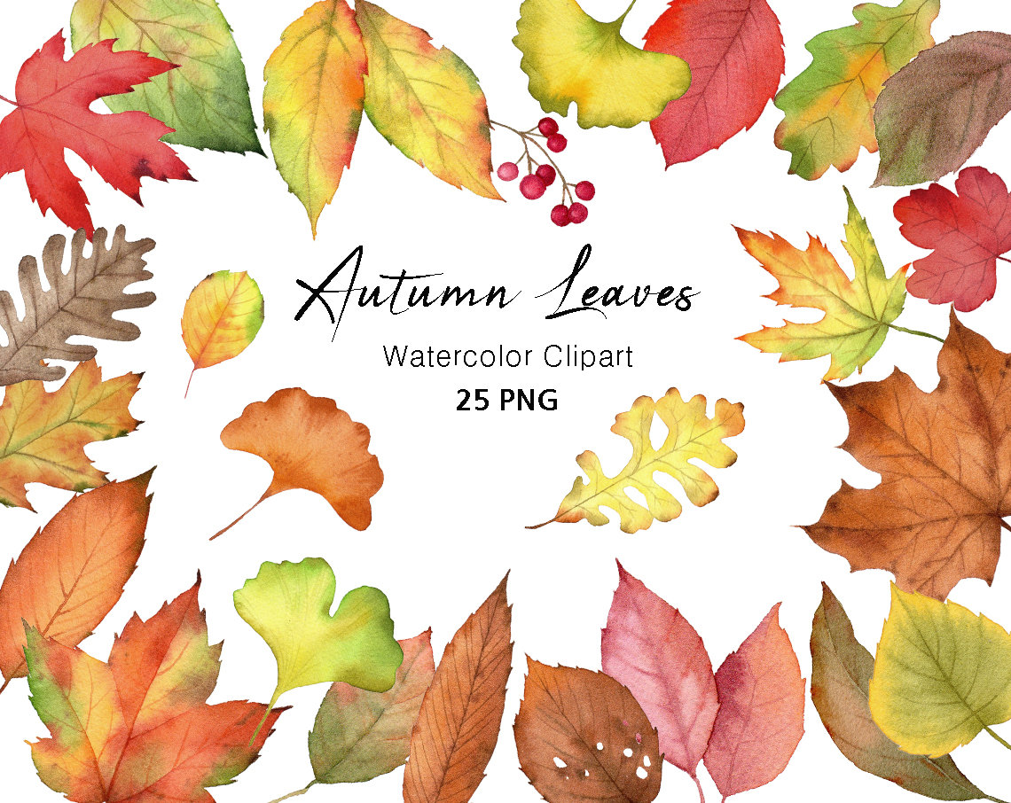 Watercolor Clipartfall Maple Leaves Clipartthanksgiving | Etsy