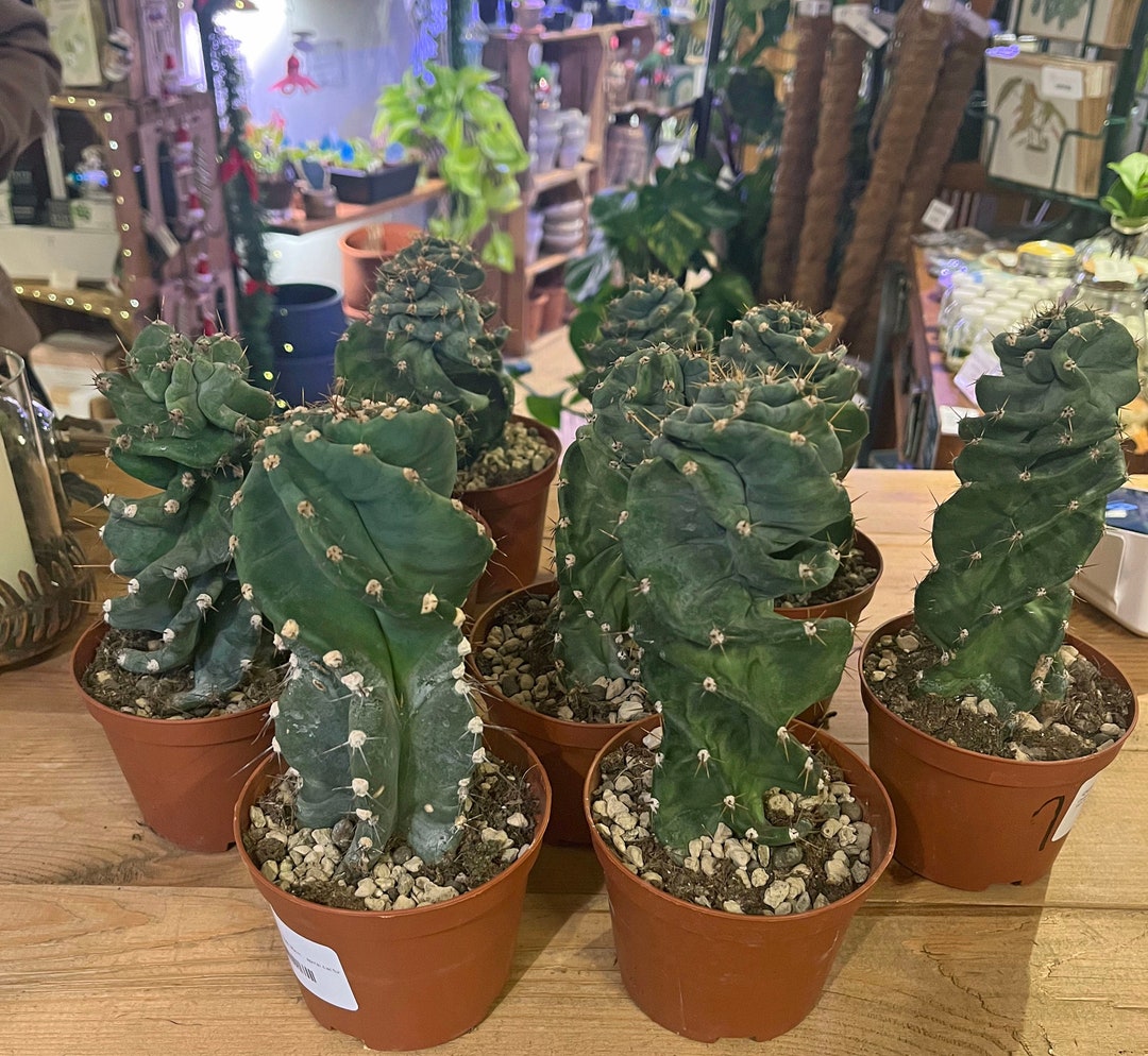 Cereus Peru Spiralis 10Ø 35cm Spiral Cactus Rare Cacti - Etsy UK