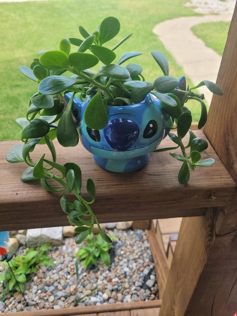 3 Trailing Jade Unrooted Cuttings - Etsy