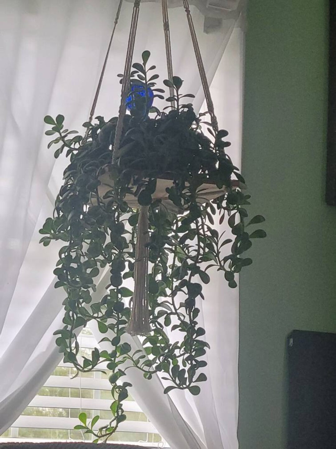 3 Trailing Jade Unrooted Cuttings - Etsy