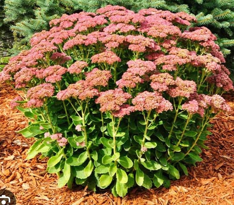 Unrooted Sedum Autumn Joy - Etsy