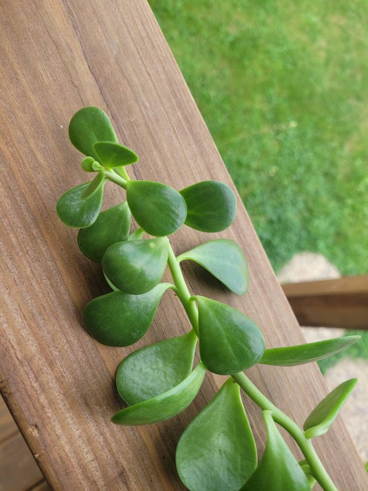 3 Trailing Jade Unrooted Cuttings - Etsy