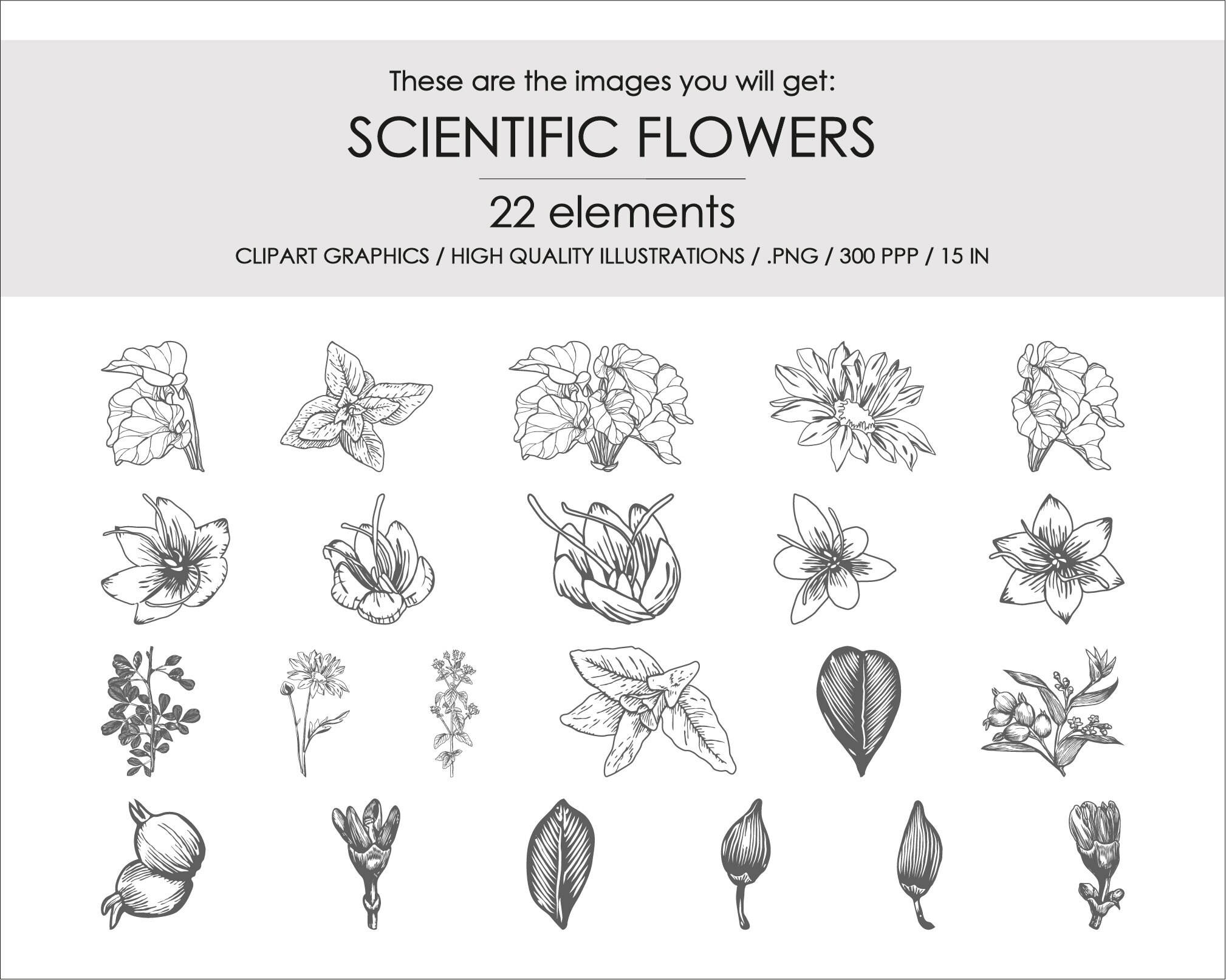 Elegant Flower Clipart, Botanical Digital Illustration, Instant ...