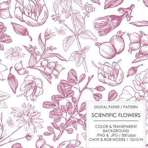Herb Scientific Illustration, Boho Floral Pink Pattern, Line Art ...