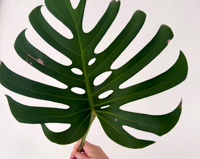 Monstera Brazil Form - Monstera Deliciosa Brazil ’(B) - Etsy