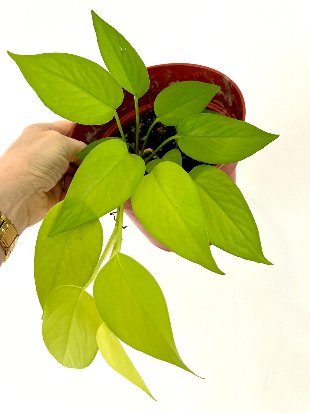 Epipremnum Aureum neon Potho live Plant 6 B - Etsy