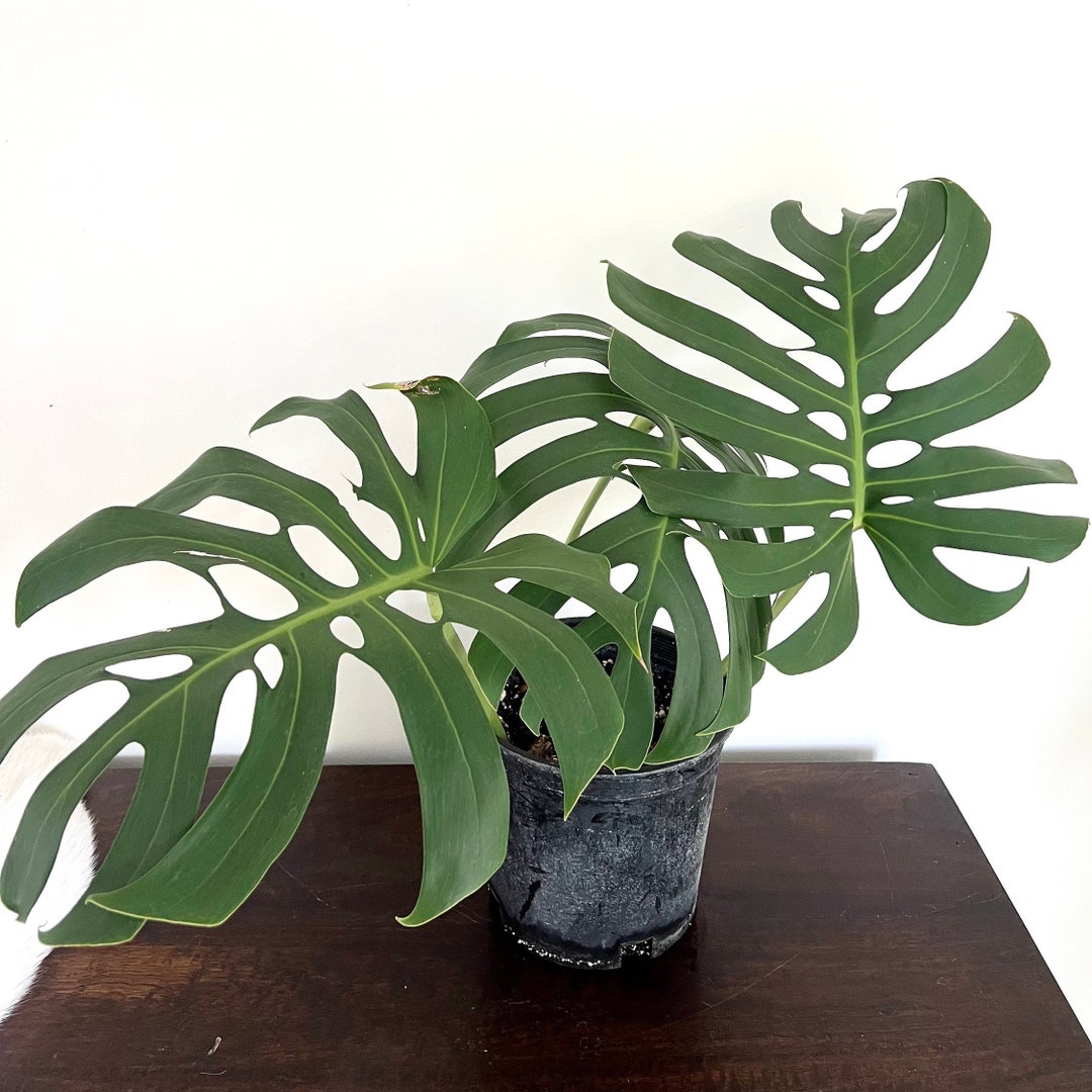 Large Monstera Deliciosa brazilian Form - Etsy