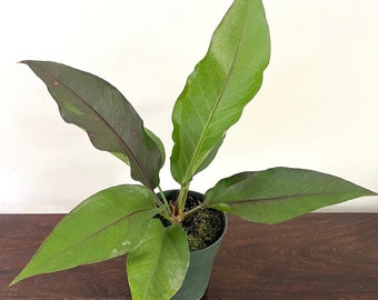 Anthurium big Red Bird Starter Plant - Etsy