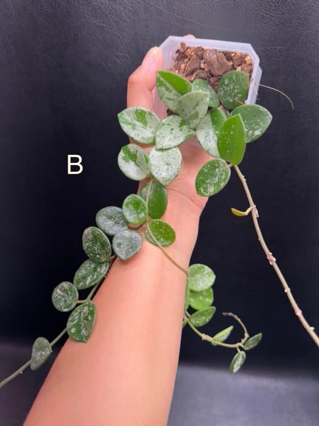 Hoya Mathilde Super Splash - Etsy