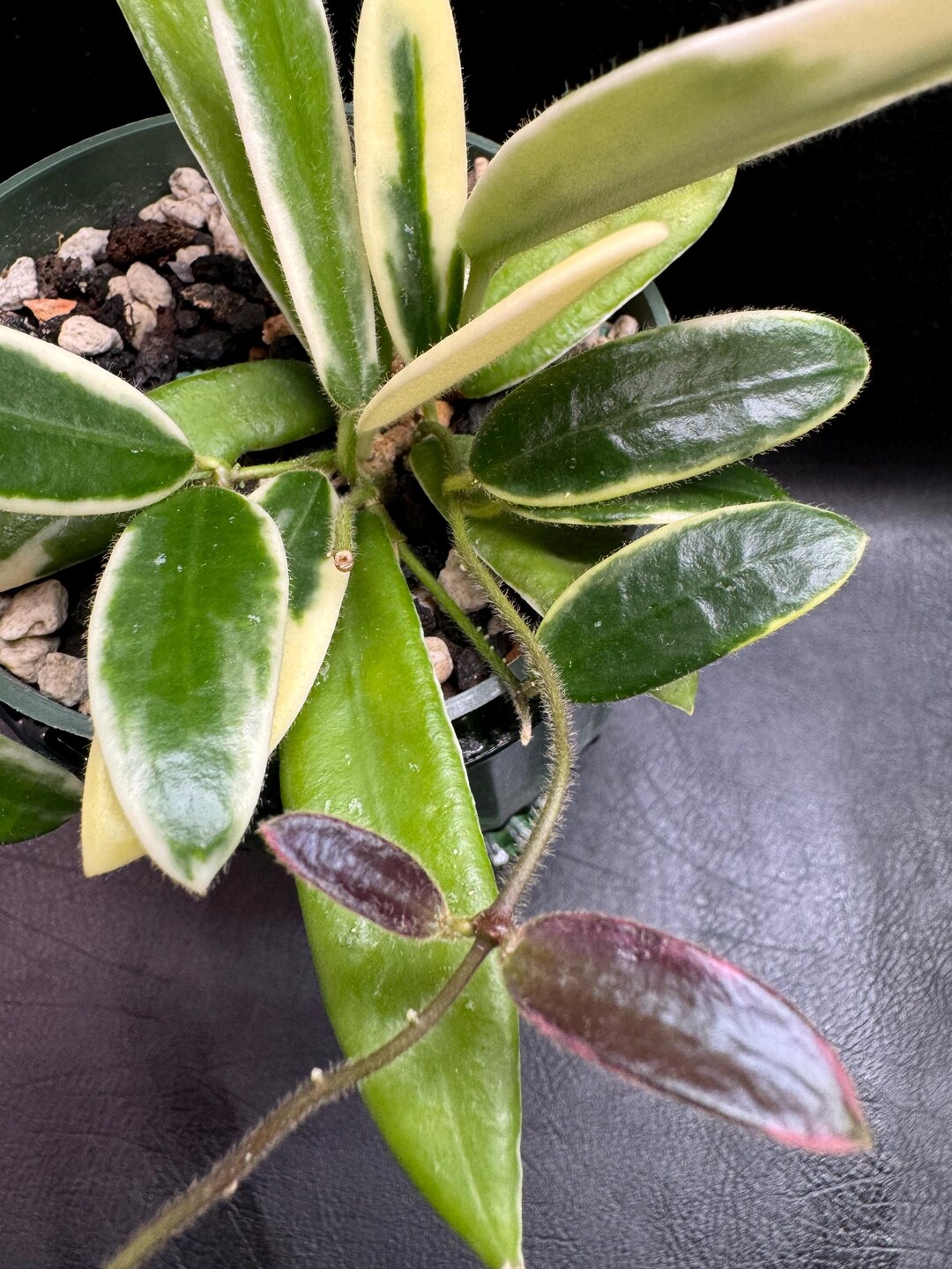 Hoya Lyi prism Pink cutting - Etsy