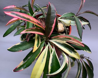 Hoya Kentiana Lori Lynn - Etsy