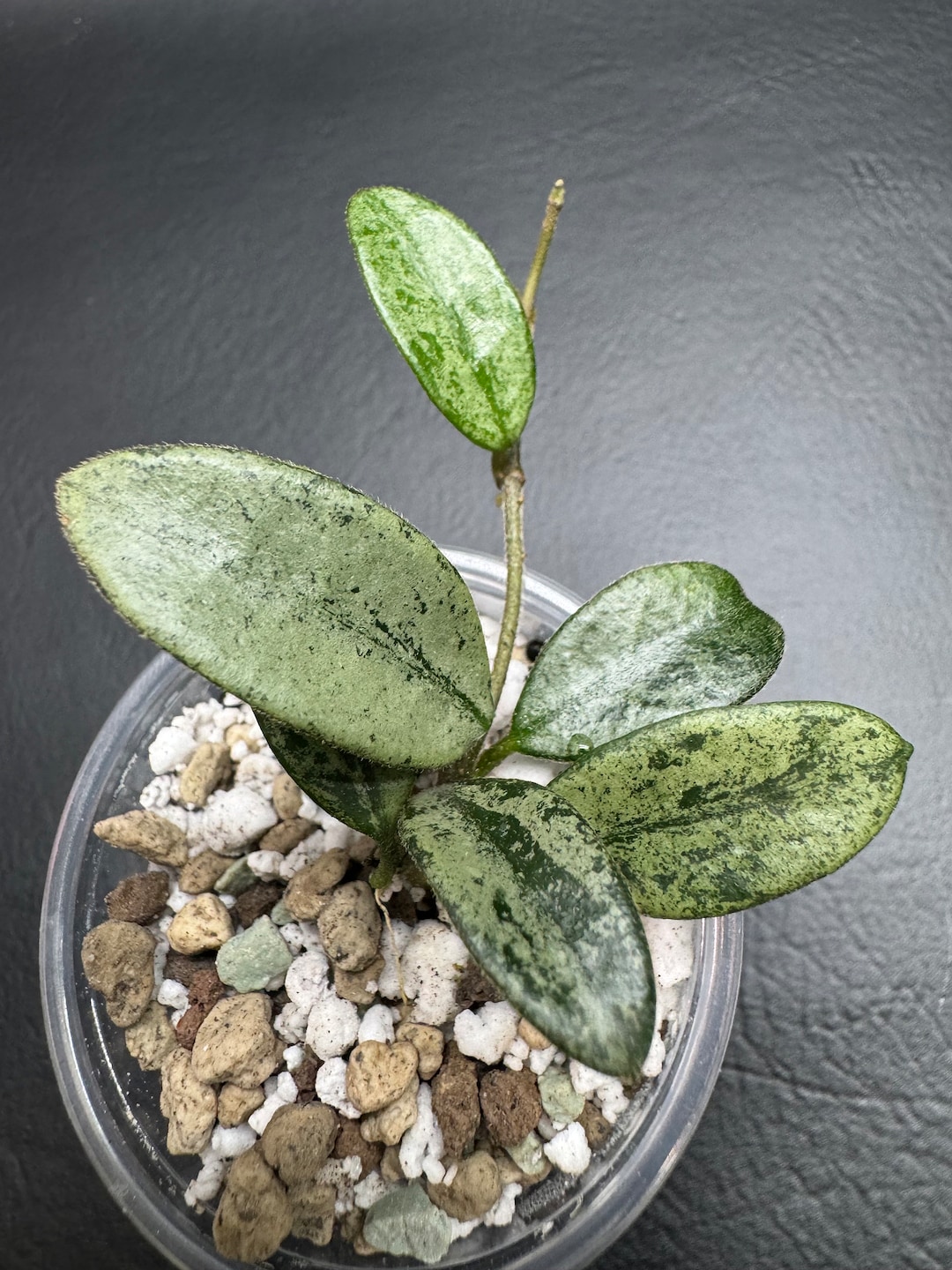 HOYA LIMA Silver Newly Rooted SPLASH With Live Plants Arrival Guarantee ...