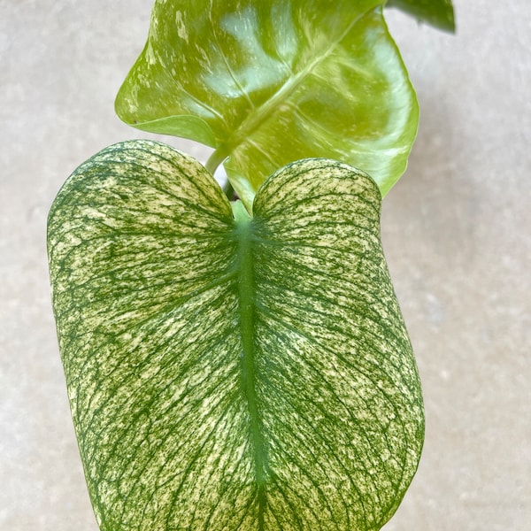Monstera Albo Large Form - Etsy