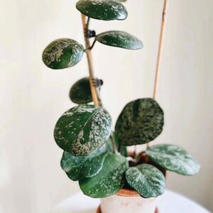 Hoya Obovata Splash Rooted Node Cutting - Etsy