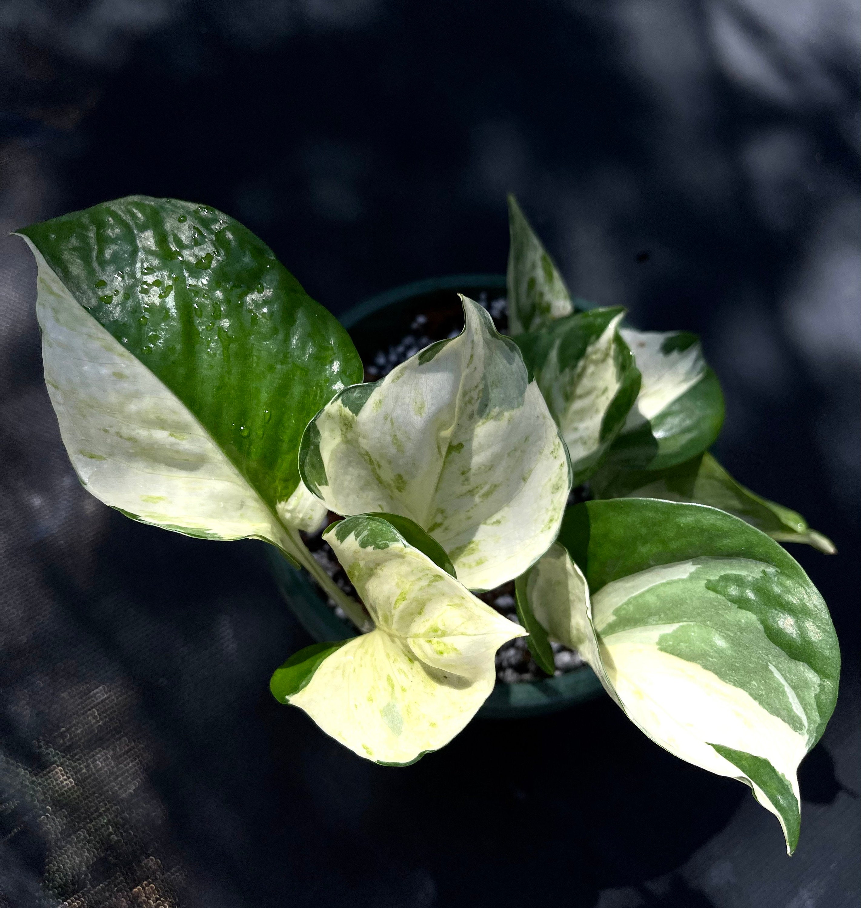 Epipremnum Harlequin Pothos - Etsy
