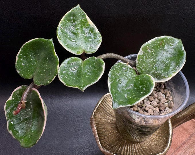 Super Rare Hoya Snowball /heart Shaped Leaves Hoya/hoya Chelsea ...