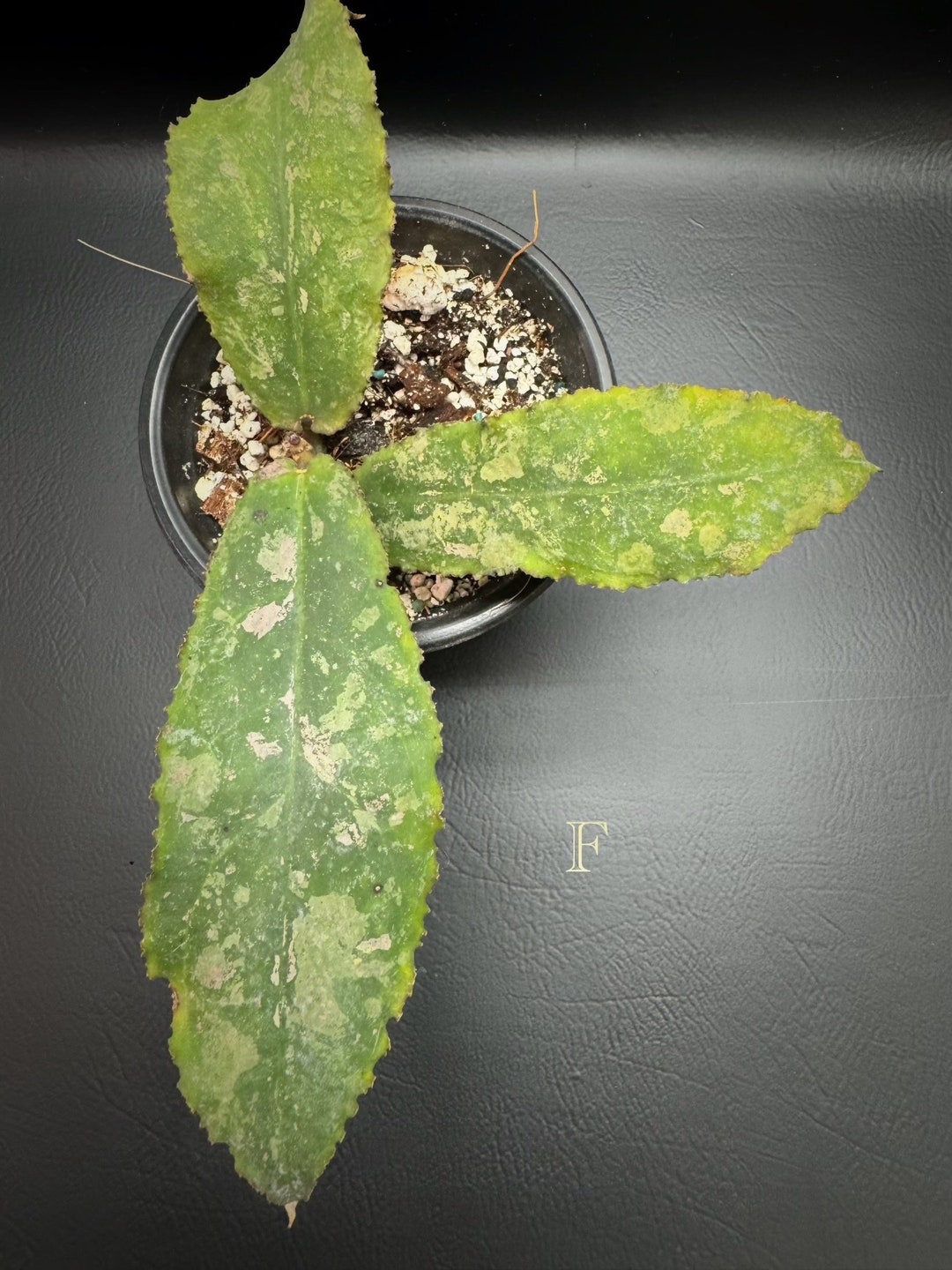 Hoya Undulata Splash With Live Plants Arrival Guarantee - Etsy