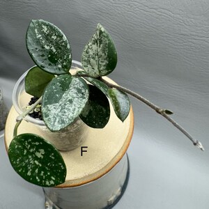 Hoya Mathilde Super Splash - Etsy