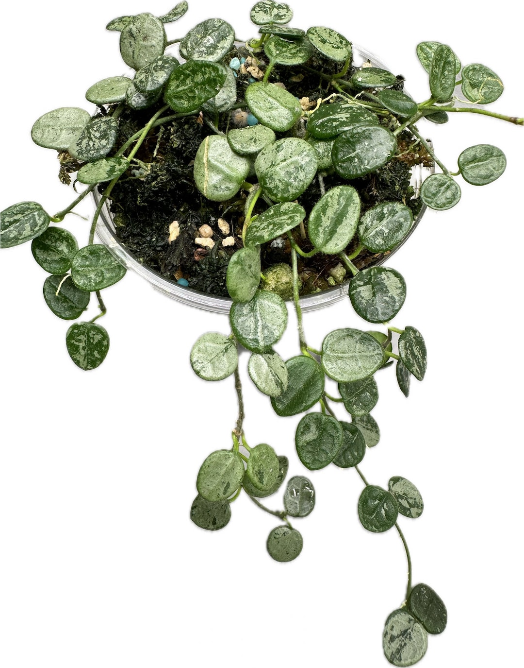 Hoya Serpens Super Splash / Silver Sperpens/ Lightly Rooted With New ...