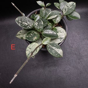 Hoya Mathilde Super Splash - Etsy